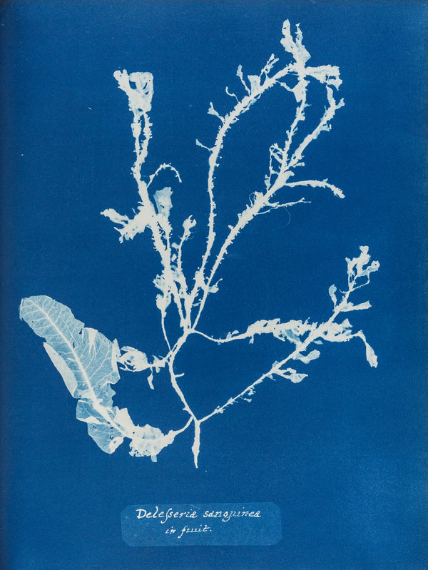 Sea beech posters & prints by Anna Atkins