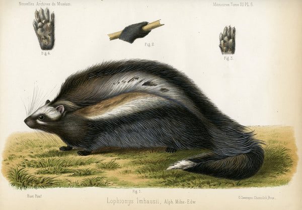 Maned rat posters & prints by J Huet