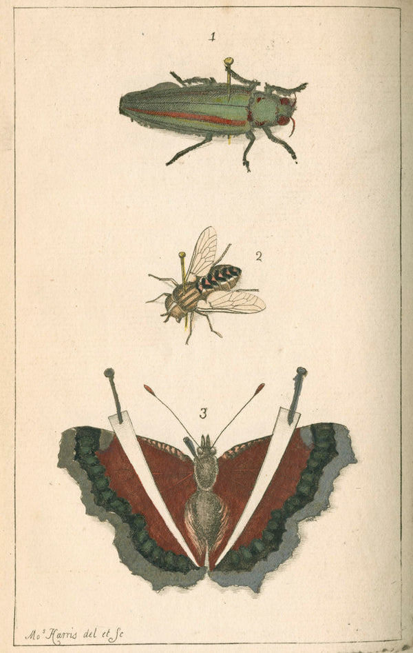 Specimens of a beetle, insect and butterfly posters & prints by Moses ...