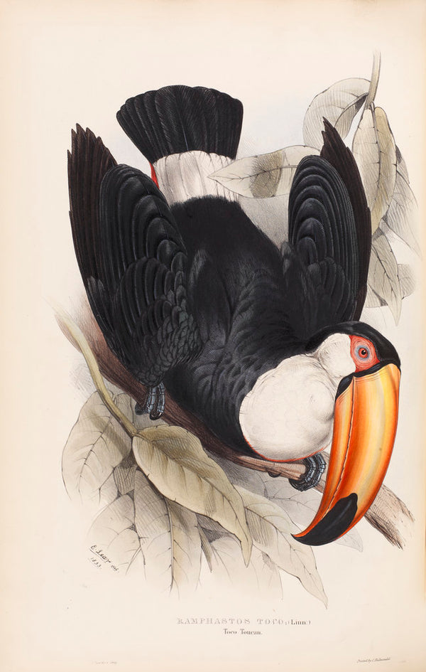 Toco Toucan posters & prints by Edward Lear