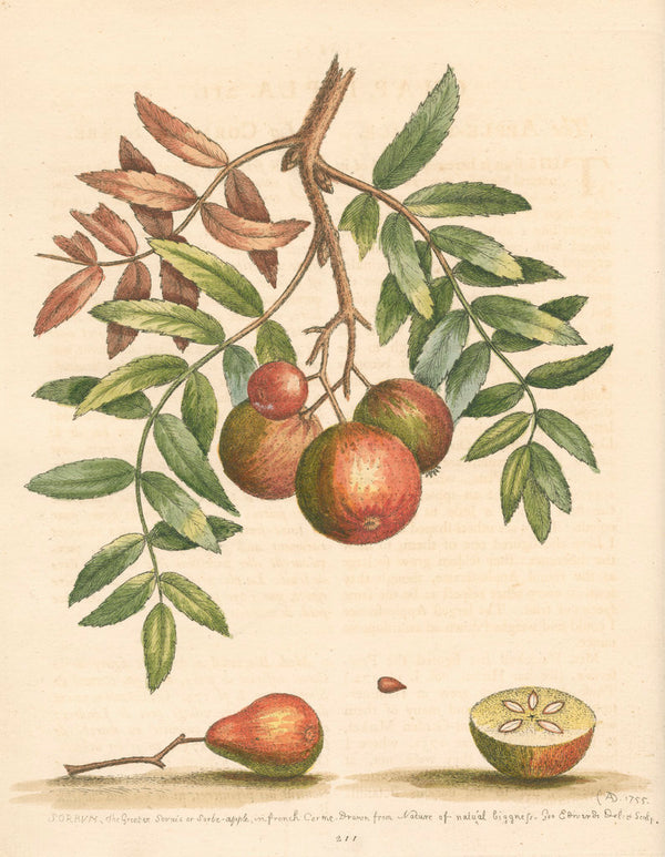 'The apple-service' [Sorb apple] posters & prints by George Edwards