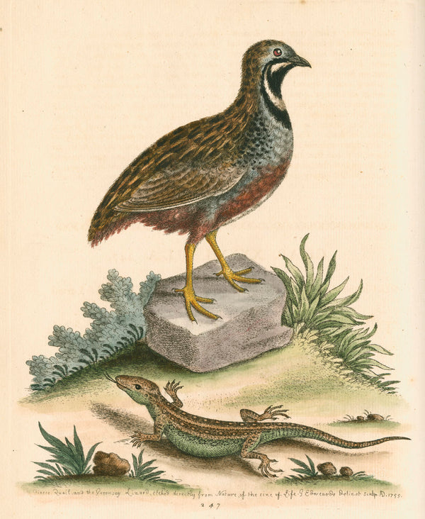 'The Chinese Quail and the Guernsey Lizard' posters & prints by George ...