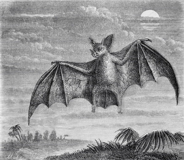 Engraving of American Vampire Bat posters & prints by Anonymous