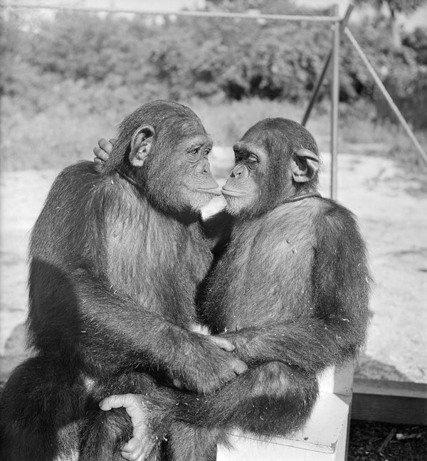 Two Chimpanzees Hugging posters & prints by Anonymous