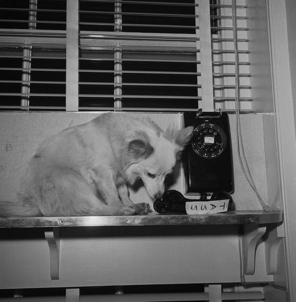 Pushinka a Pet of Caroline Kennedy posters & prints by Corbis