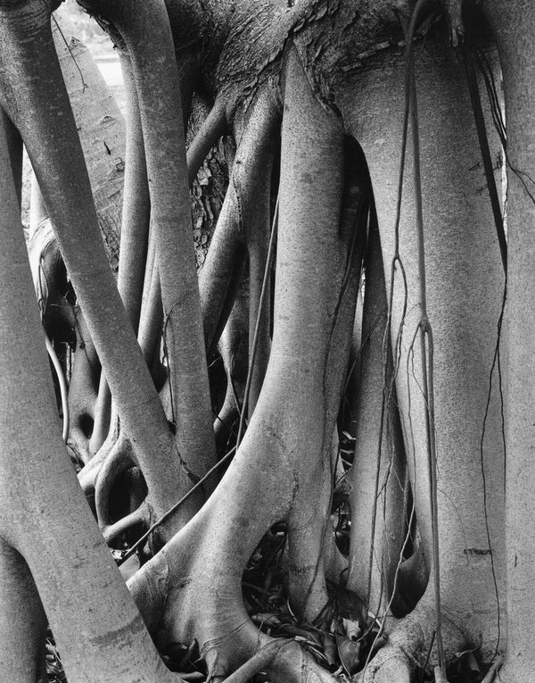 Tree Roots posters & prints by Anonymous