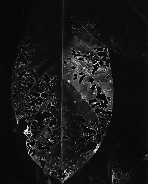 Dead Leaf posters & prints by Corbis