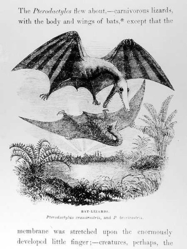 Bat-Lizards posters & prints by English School